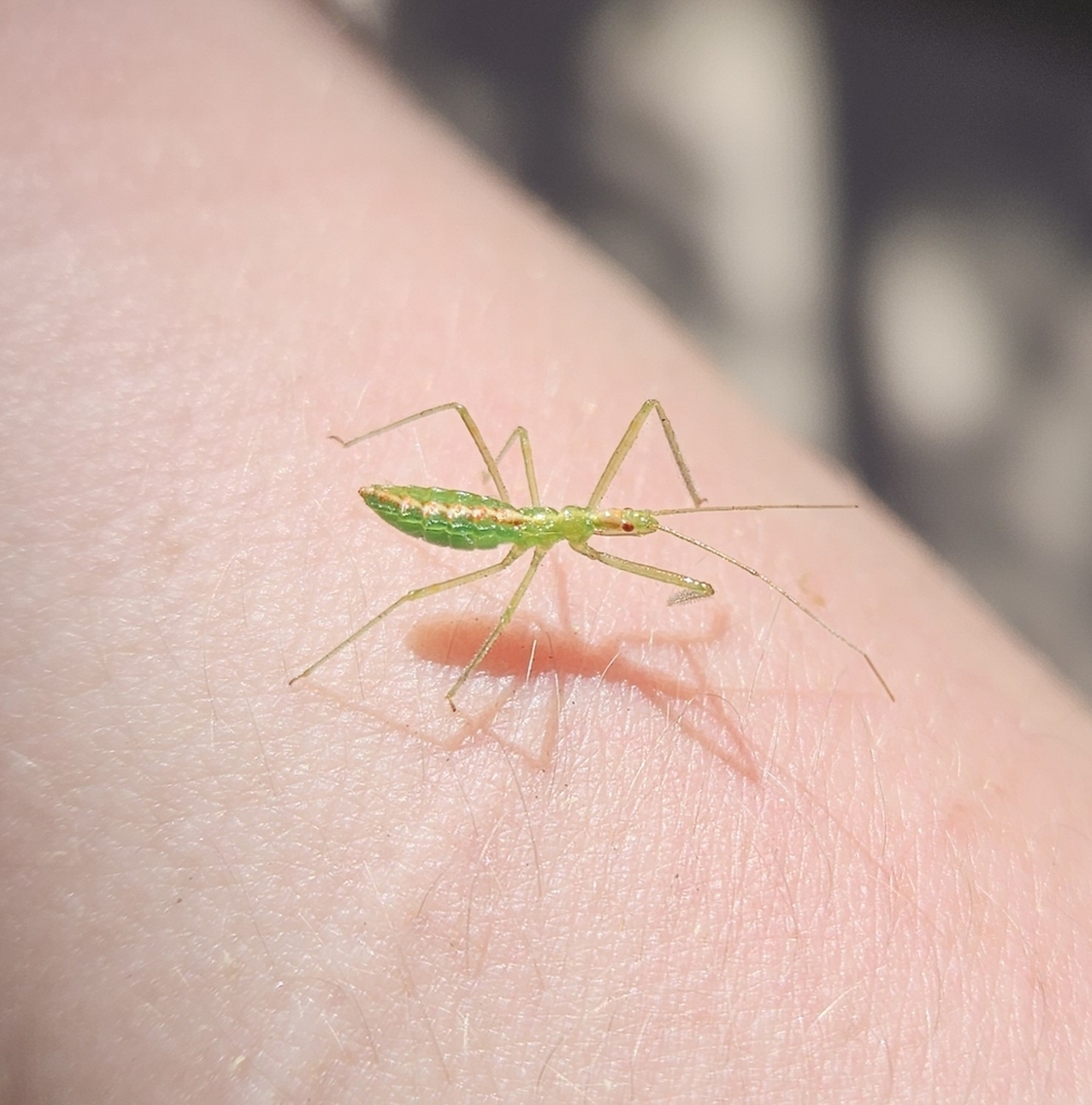 Pale Green Assassin Bug from Santa Fe, NM, USA on October 9, 2023 at 01 ...