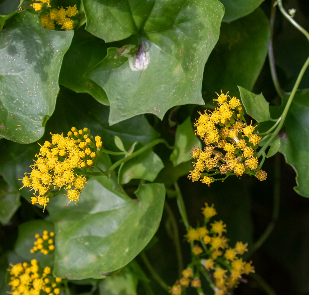 Cape-ivy from Joaquin Miller Park, Oakland, CA, USA on December 14 ...