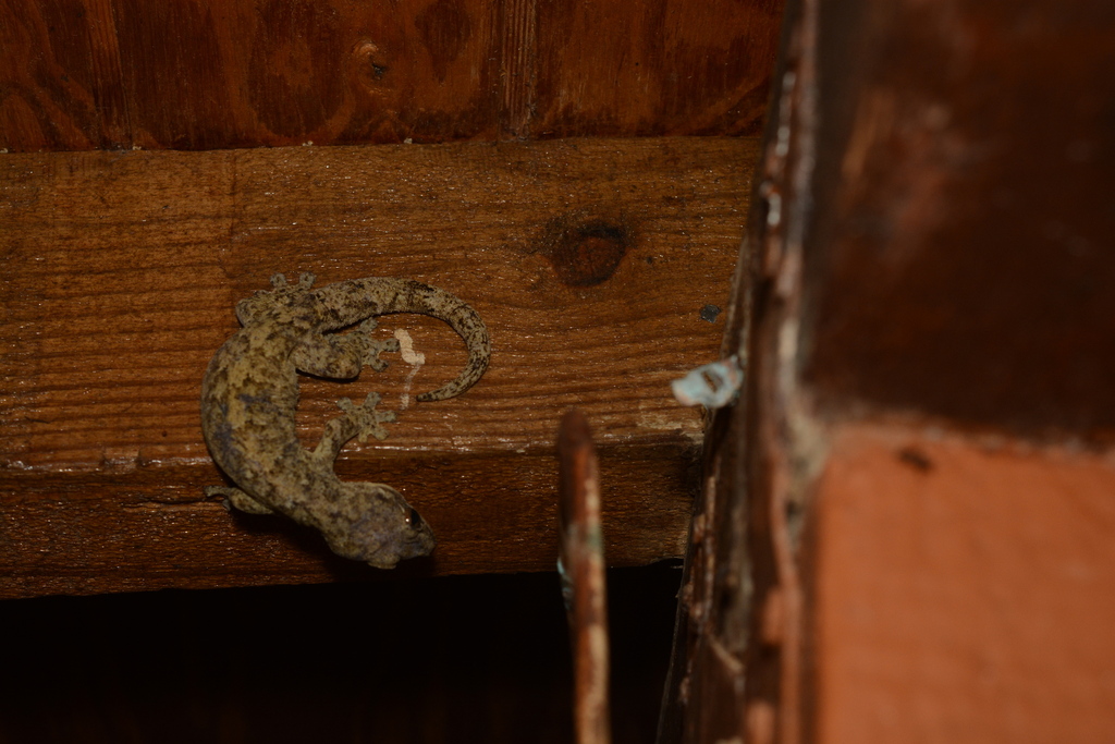 Northern Turniptail Gecko from Tobago, Trinidad and Tobago on December ...
