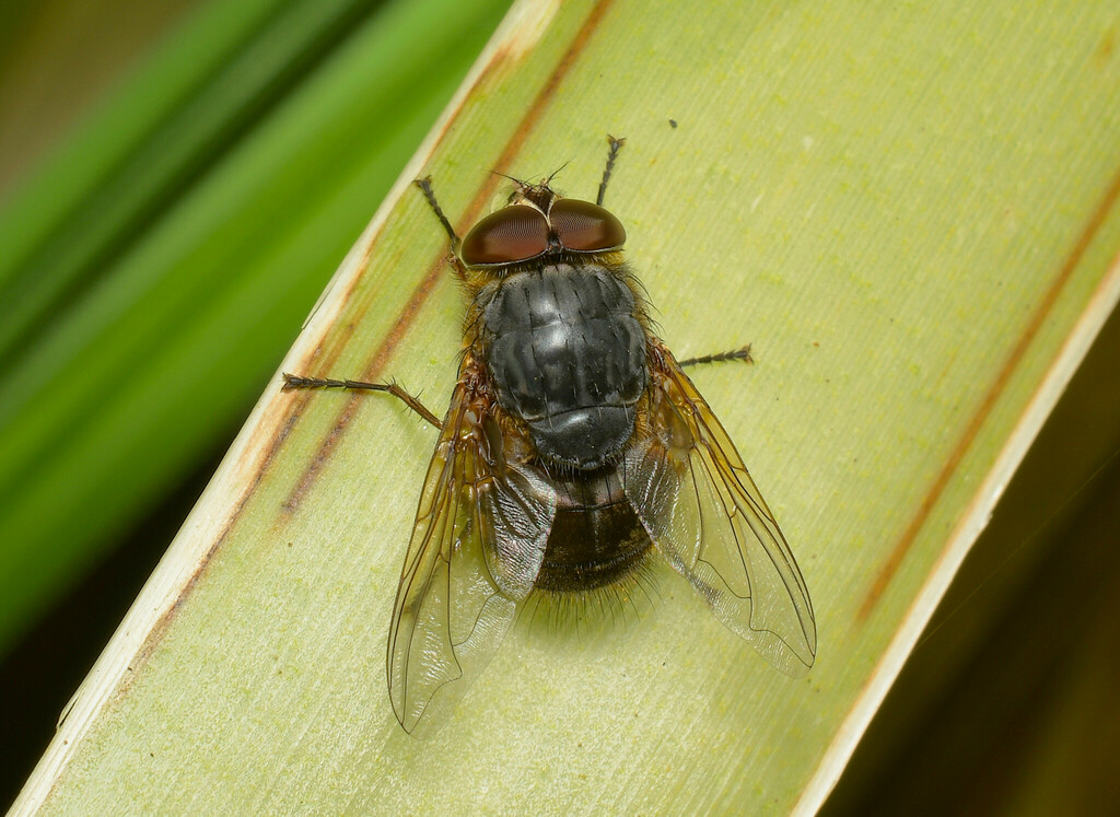 Brown Blowfly from Makarau, New Zealand on November 11, 2023 at 05:03 PM by Steven Wallace ...