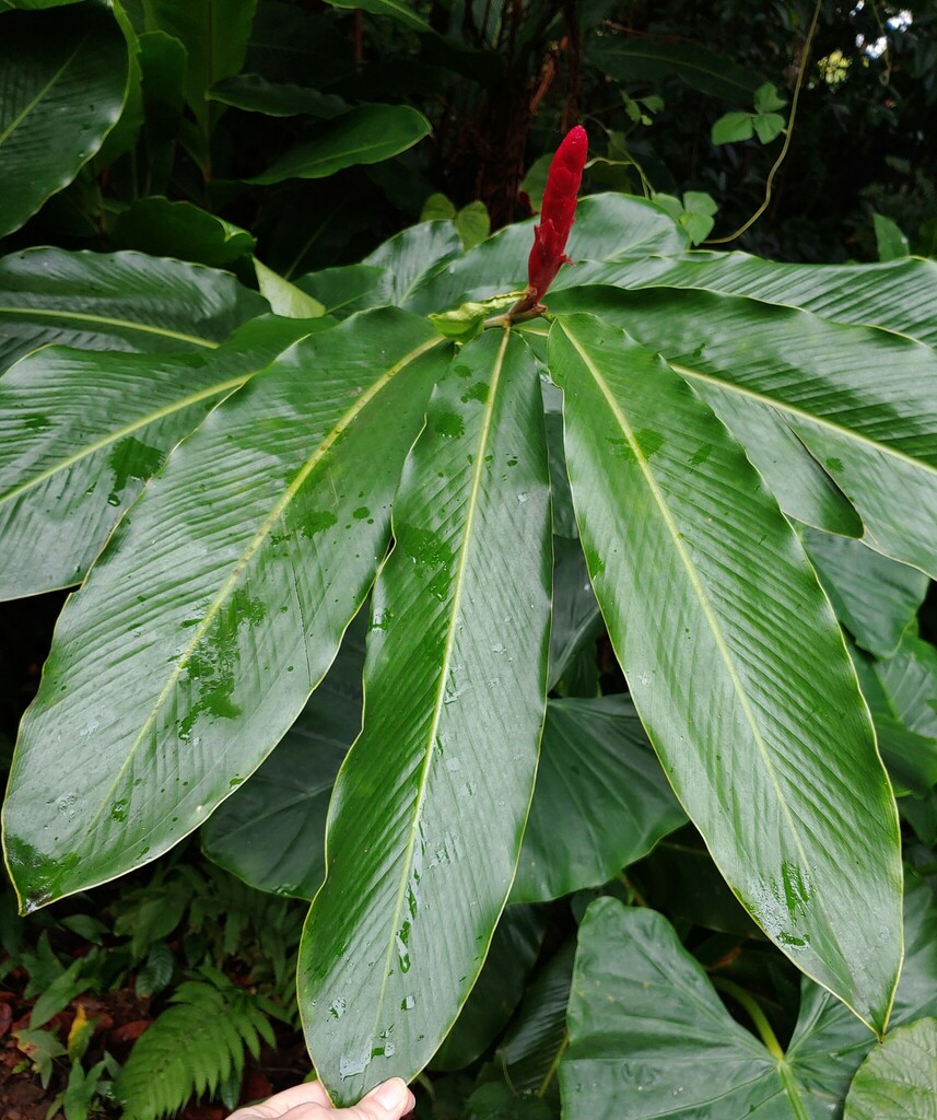Red Ginger from Mameyes II, Río Grande 00745, Puerto Rico on December ...