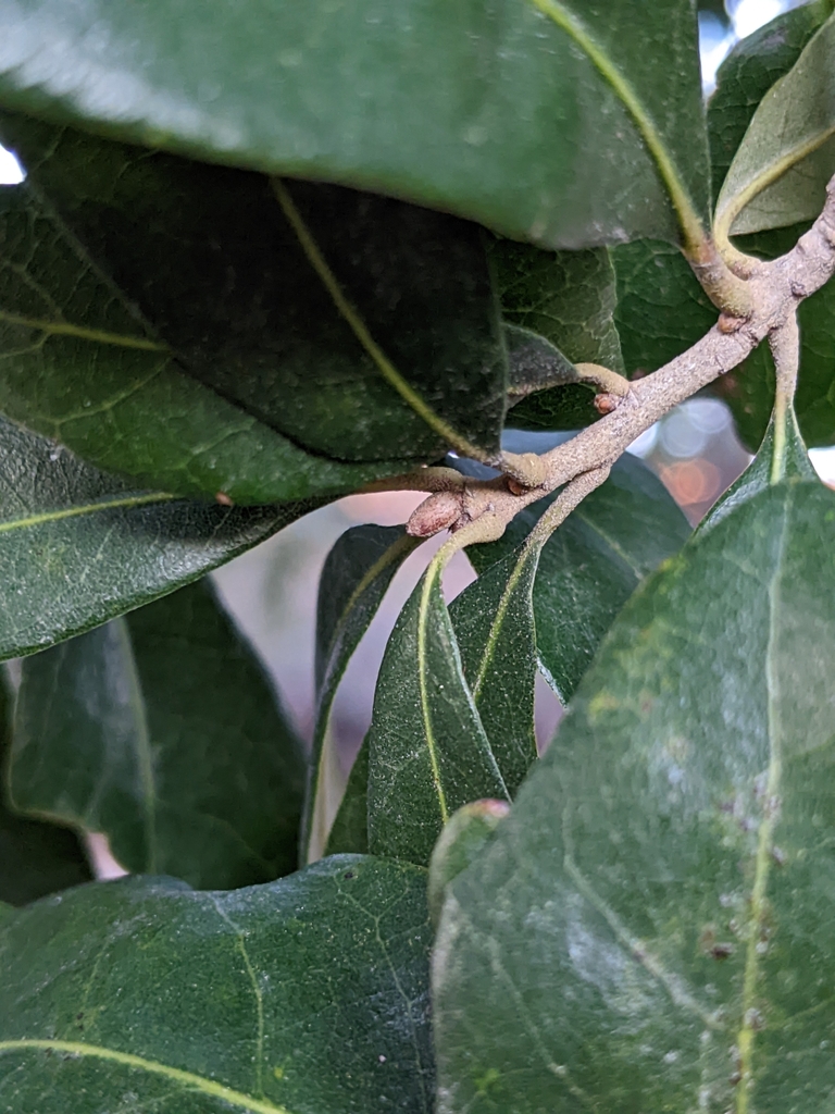 Southern Live Oak Stem Gall Wasp from Cherrywood, Austin, TX 78722, USA ...