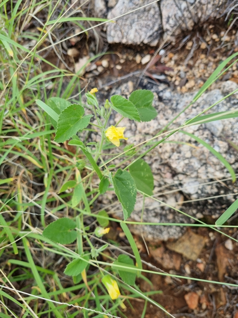 flannel weed in November 2021 by zazadi · iNaturalist