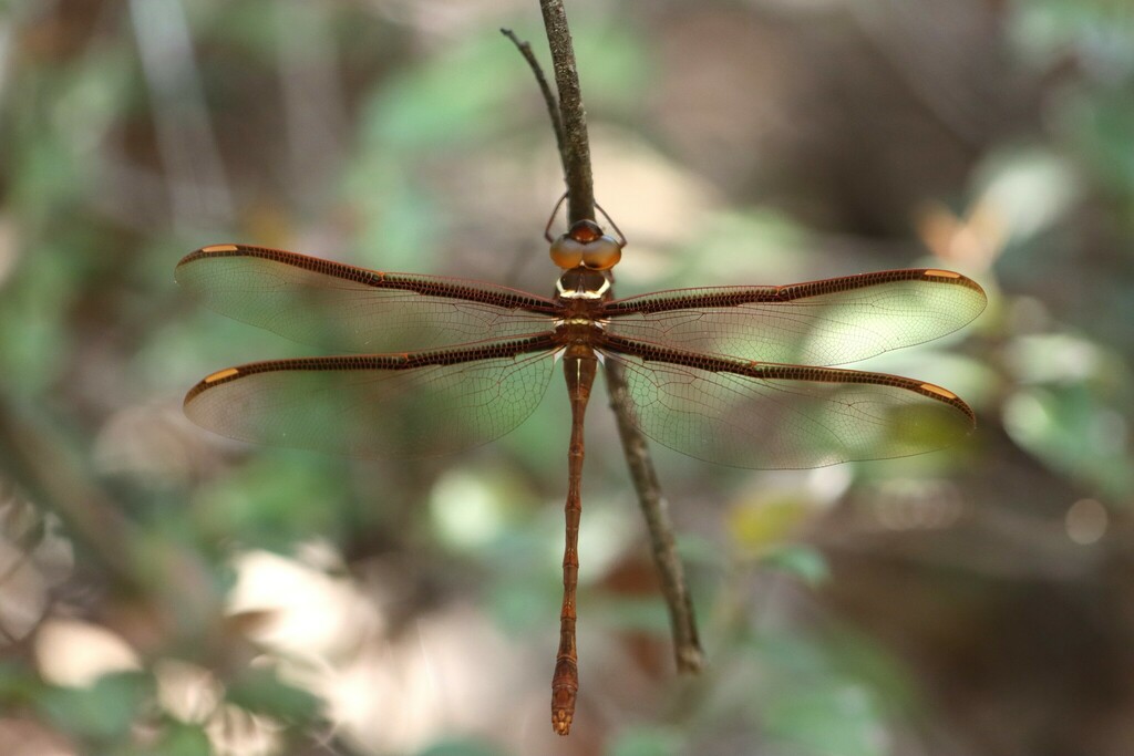 Southern Giant Darner from Blue Mountains Nat'l Park NSW 2787 ...