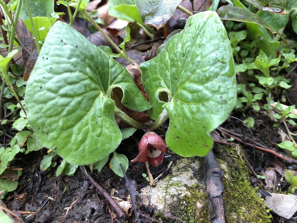 Canadian wild ginger (Flora of Severson Dells) · iNaturalist