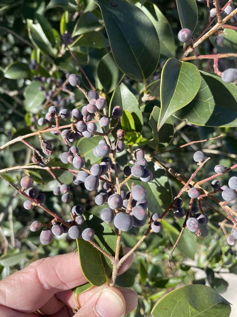 tree privet from Merrick St, Fort Worth, TX, US on December 17, 2023 at ...