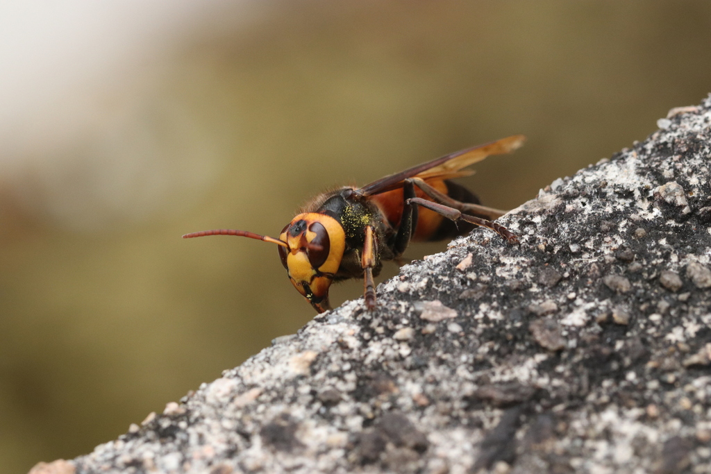 Southern Giant Hornet from 香港 on December 17, 2023 at 04:05 PM by ...