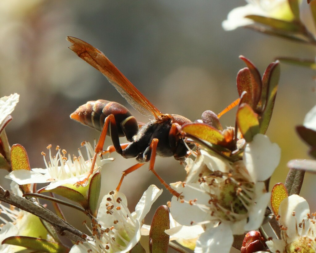 Australian Paper Wasp from Sydney NSW, Australia on November 9, 2023 at ...