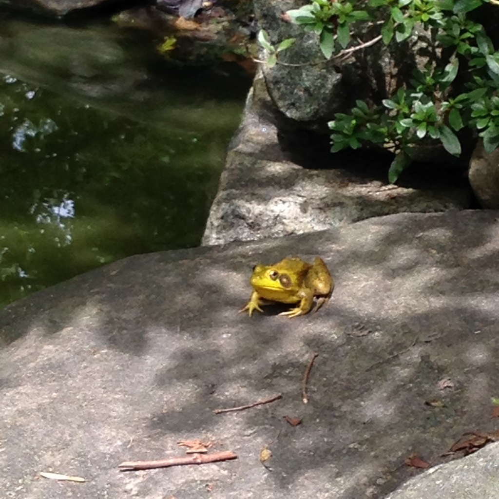 American Bullfrog from Northeast Washington, Washington, DC, USA on ...