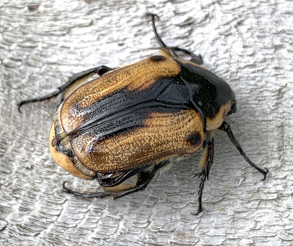 Cowboy Beetle from Thornhill Cl, Black Range, NSW, AU on December 18 ...