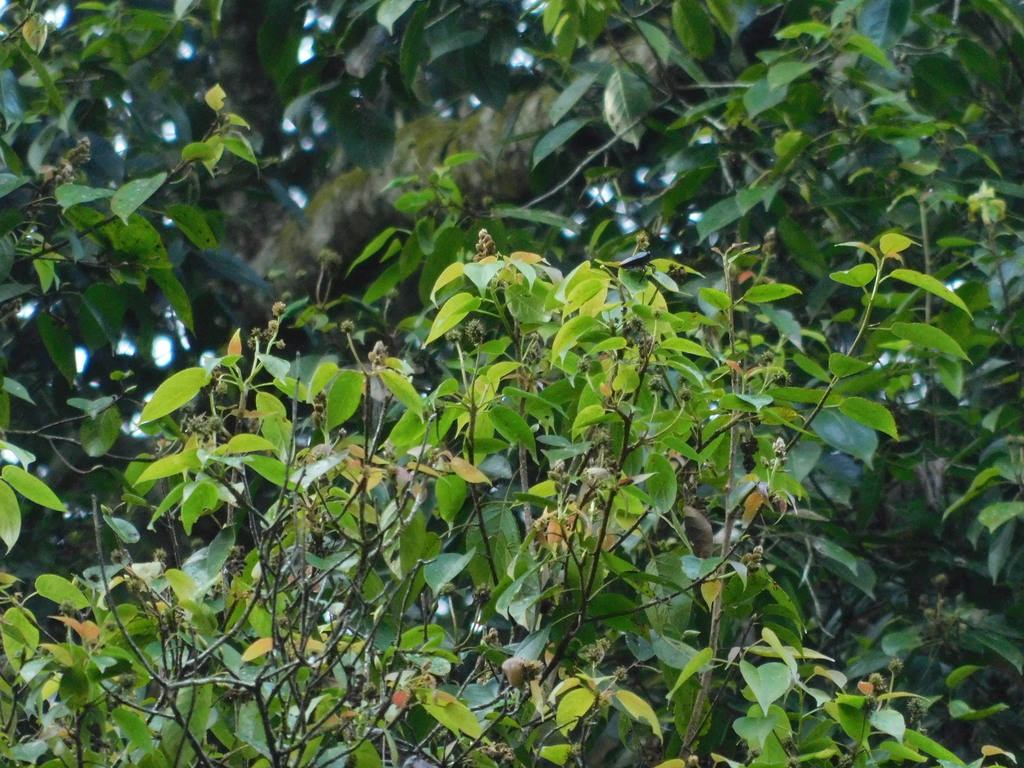 Liquidambar excelsa from Cicalengka, Bandung Regency, West Java ...