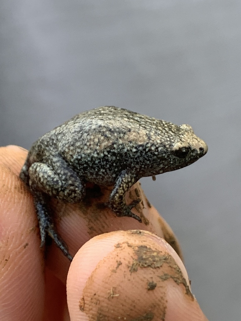 Eastern Narrow-mouthed Toad in June 2022 by gmskupien · iNaturalist