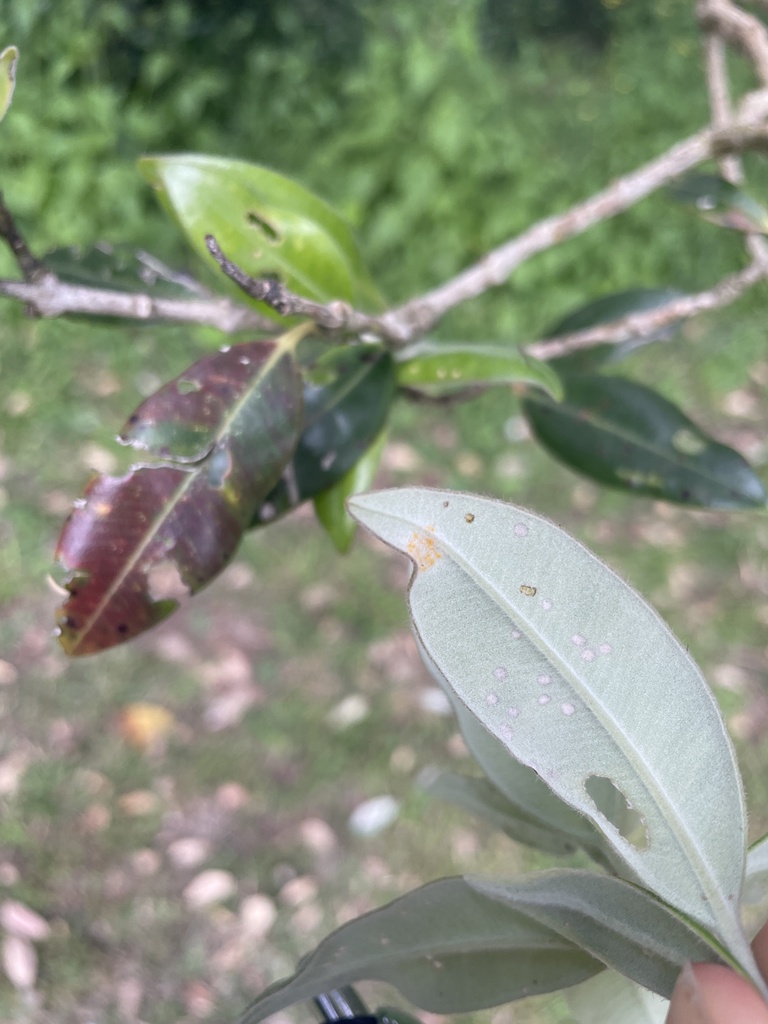 Myrtle Rust from Colin Maiden Park, Auckland, Auckland, NZ on December ...