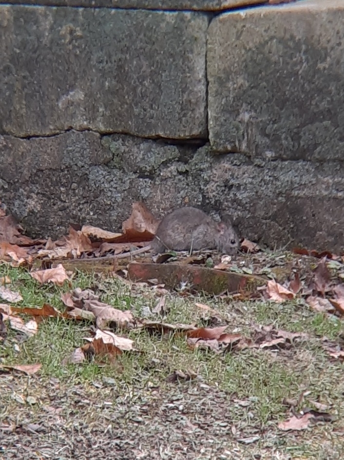 Brown Rat from Marlborough, NH, USA on December 17, 2023 at 09:48 AM by ...