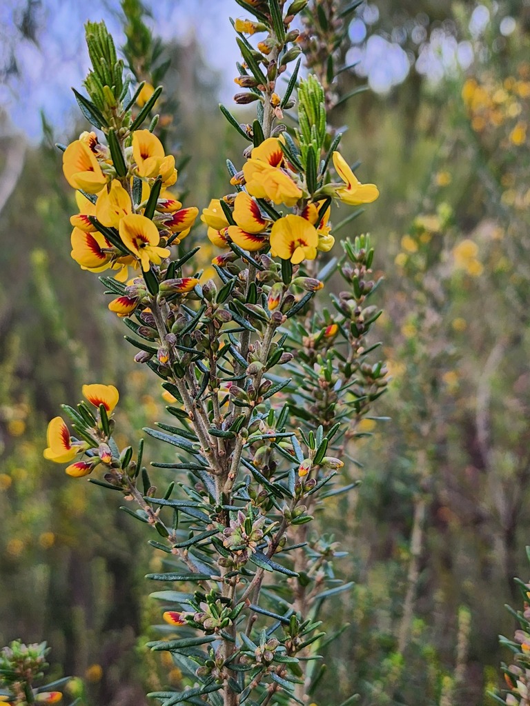Common Aotus (Aotus ericoides) - Botanical Realm