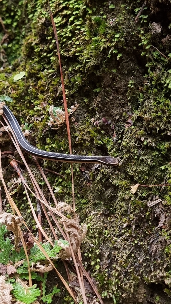 Pine-Oak Snake from 62524 Mor., México on December 16, 2023 at 04:18 PM ...