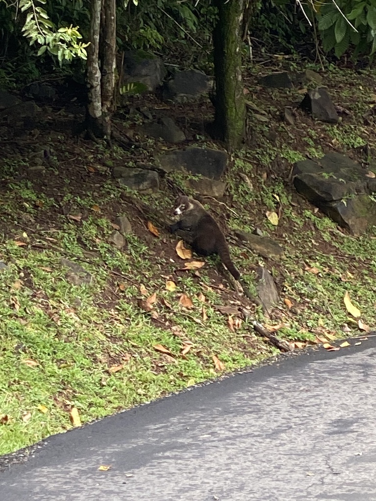 White-nosed Coati from Calle Ezequiel González, Panamá, PA on November ...