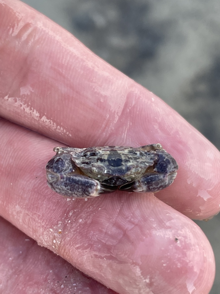 Mud Crabs from North Atlantic Ocean, Fort Myers Beach, FL, US on August ...