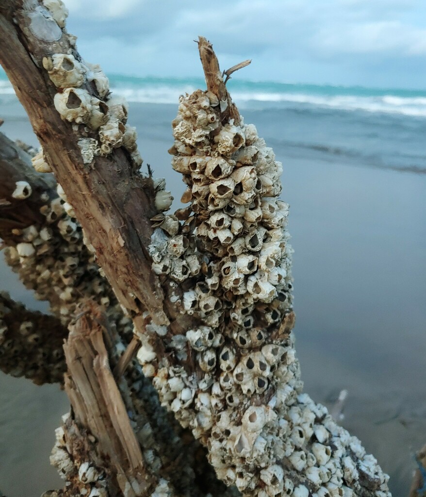 Ivory Barnacle from Río Grande, Puerto Rico on December 14, 2023 at 05: ...