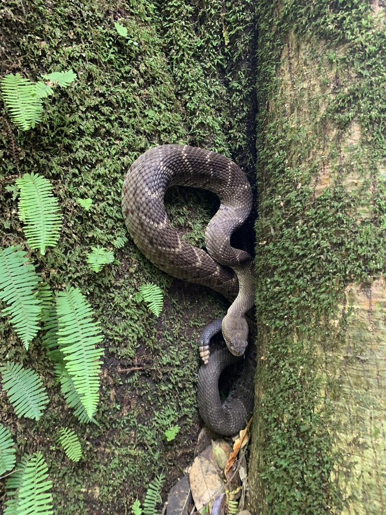 Basilisk Rattlesnake from Comala, Col., MX on October 21, 2023 at 12:19 ...