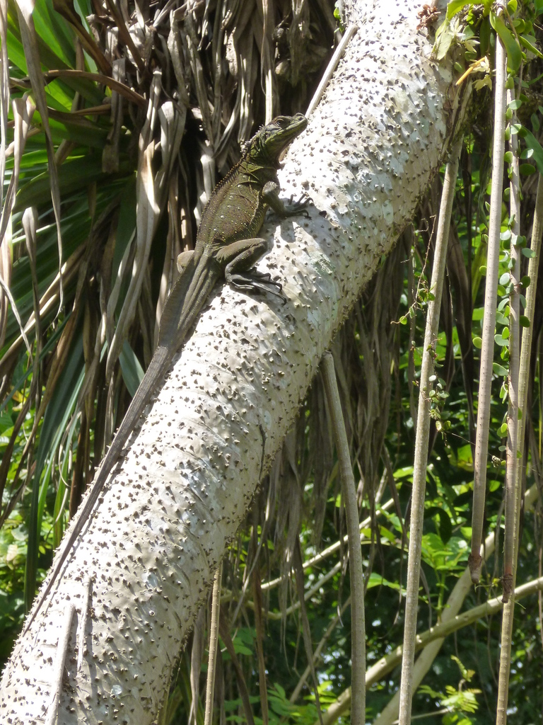 Philippine Sailfin Lizard in June 2017 by shelley_b · iNaturalist