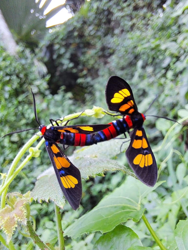 Painted Handmaiden Moth from Mavoor Road Junction, Kozhikode, Kerala 673004, India on December ...