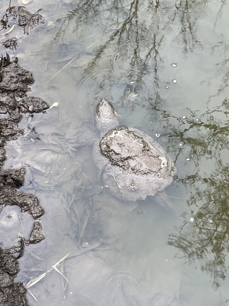 Common Snapping Turtle from Sigourney, IA, US on December 16, 2023 at ...