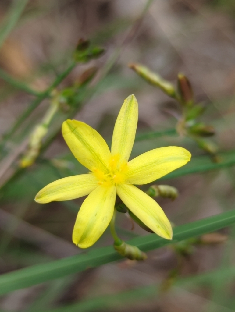 yellow rush-lily from Cobblebank VIC 3338, Australia on December 18 ...