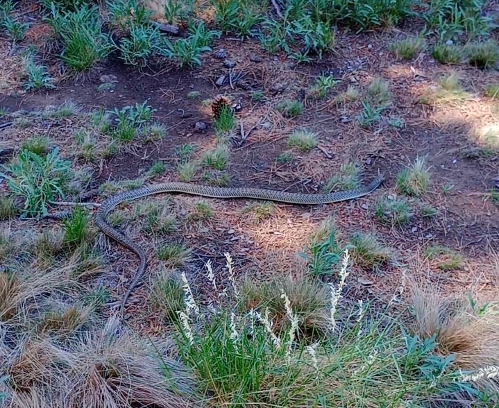 Patagonian Racer from Puán, Provincia de Buenos Aires, Argentina by ...