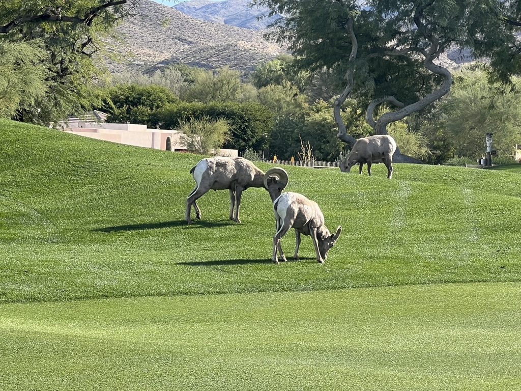 Bighorn Sheep from The Mountains at Bighorn Golf Club, Palm Desert, CA ...