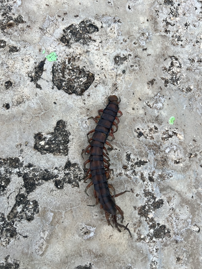 Pacific Giant Centipede from Puerto Rico, Hatillo, Puerto Rico, US on ...