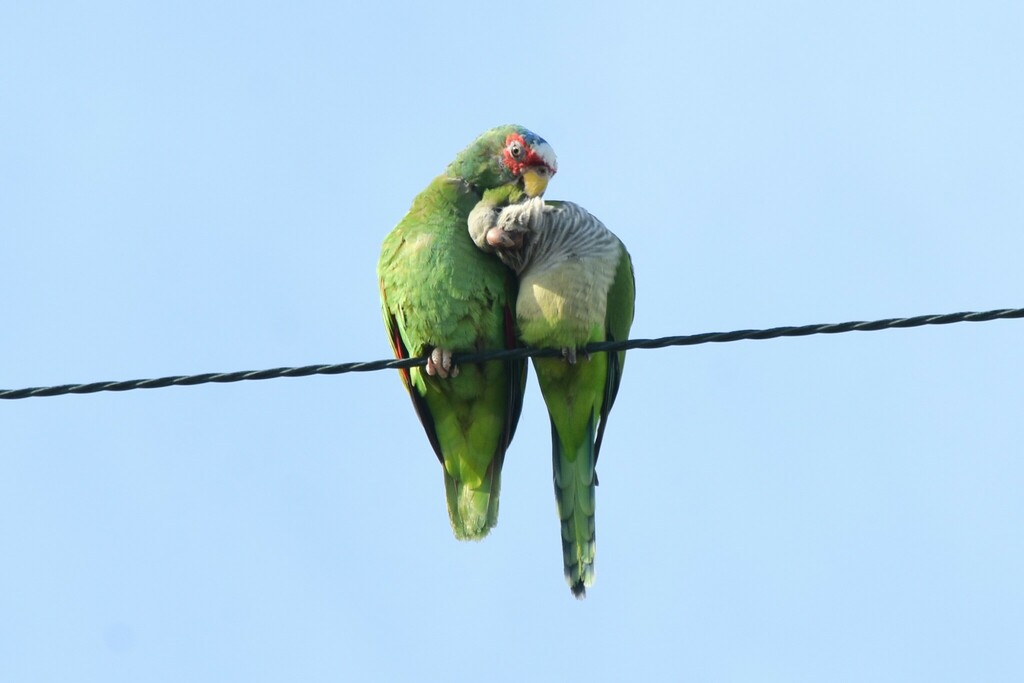 Monk Parakeet from Imperial Beach, CA, USA on December 17, 2023 at 10: ...