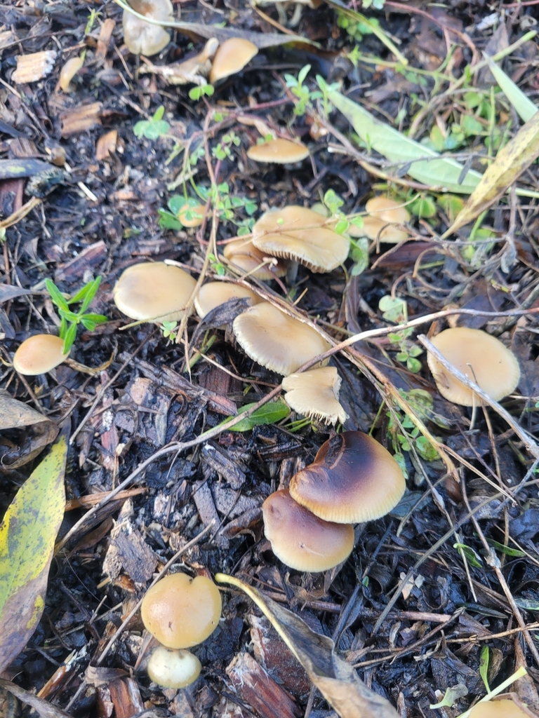 Psilocybe allenii in December 2023 by jonahunt · iNaturalist