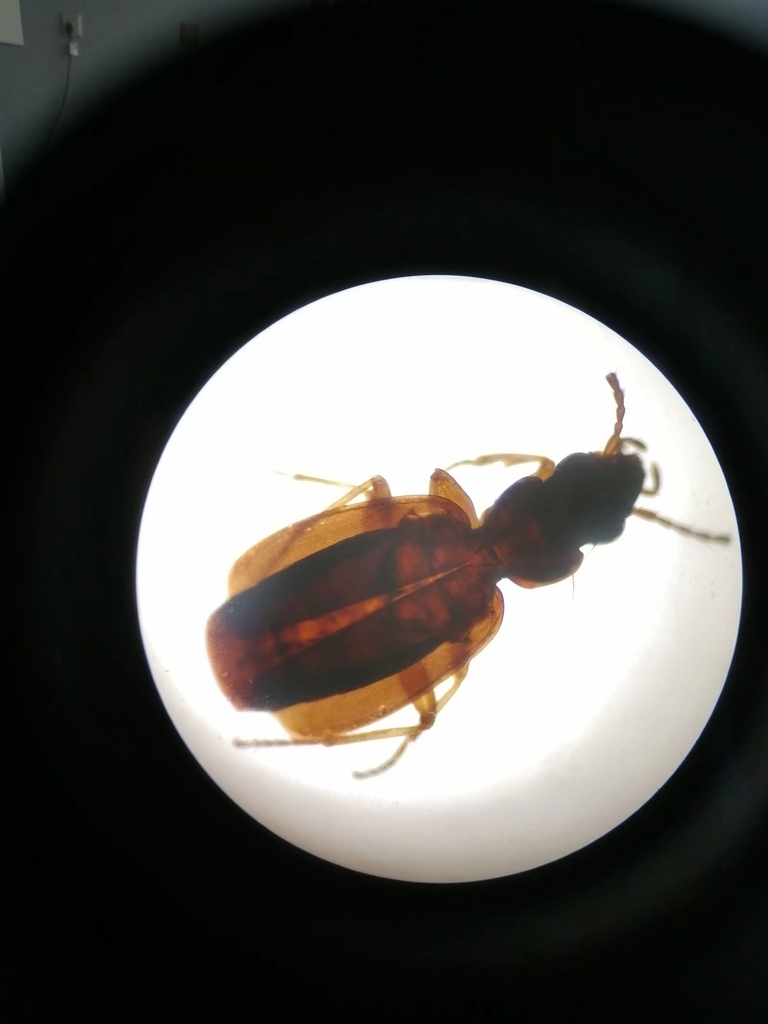 Syntomus from Changchun, CN-JL, CN on May 7, 2022 at 07:01 PM by 牟暖暖暖 ...