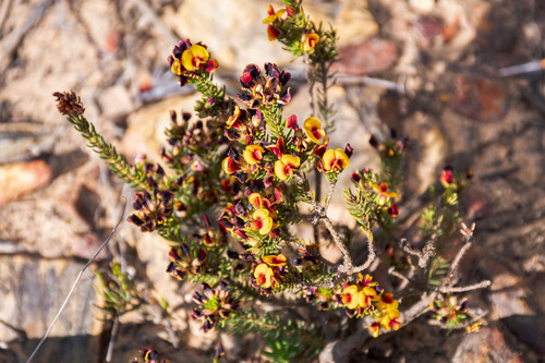 Eutaxia neurocalyx · iNaturalist