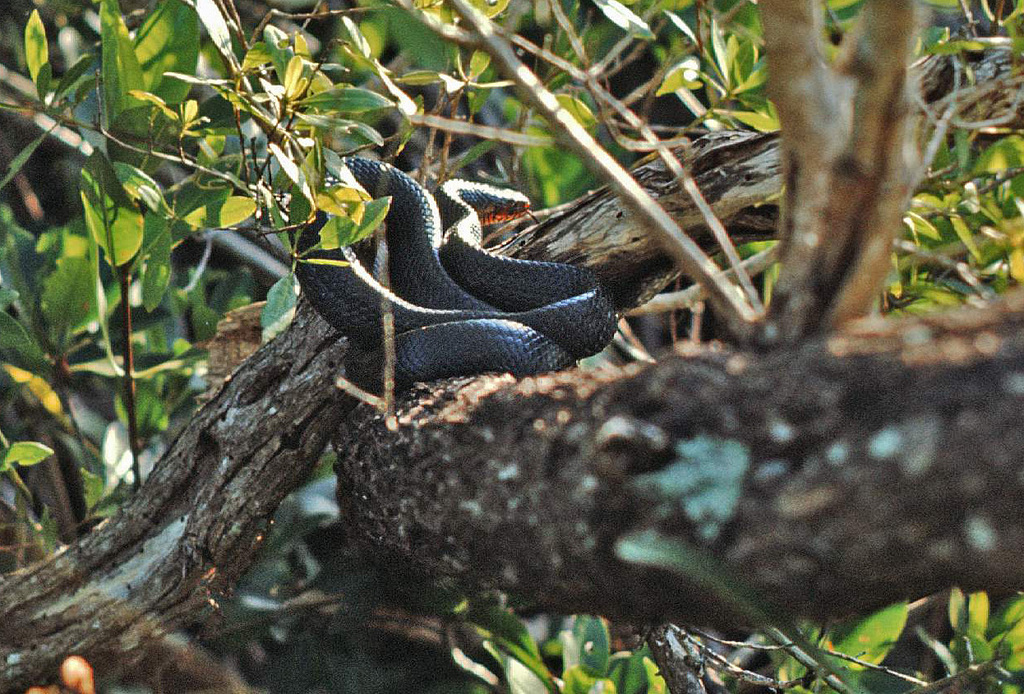 Eastern Indigo Snake in November 1969 by Kurt Rademacher · iNaturalist