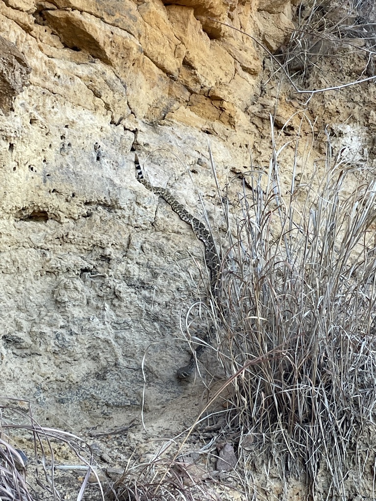 Western Diamond-backed Rattlesnake from Kanopolis State Park, Geneseo ...