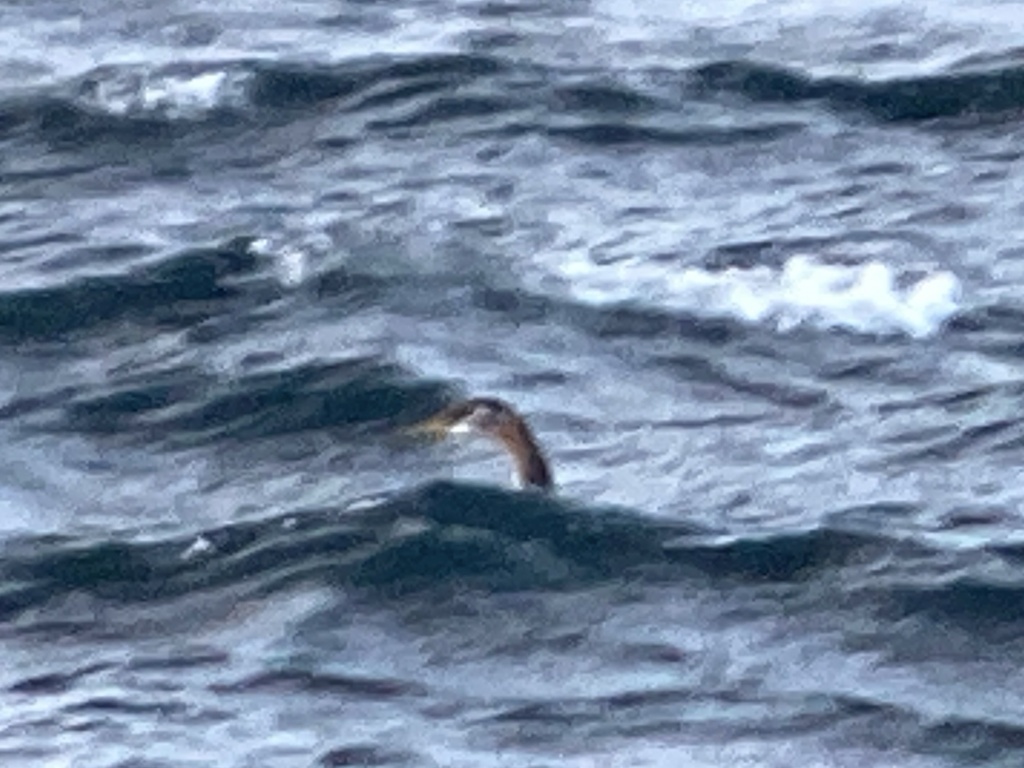 Red-necked Grebe from Bennett Lake, Carcross, YT, CA on December 17 ...