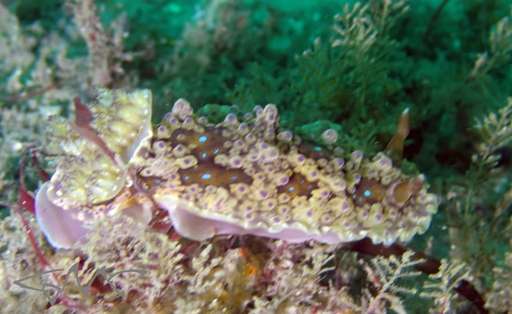 Gem Doris from Fly Point Dive on December 11, 2023 at 08:20 AM by Tony ...