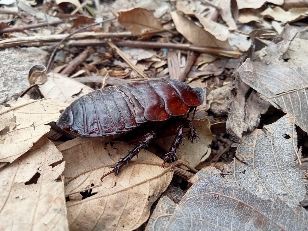 Giant Burrowing Cockroach from Horseshoe Bay Rd at Nautilus Street ...