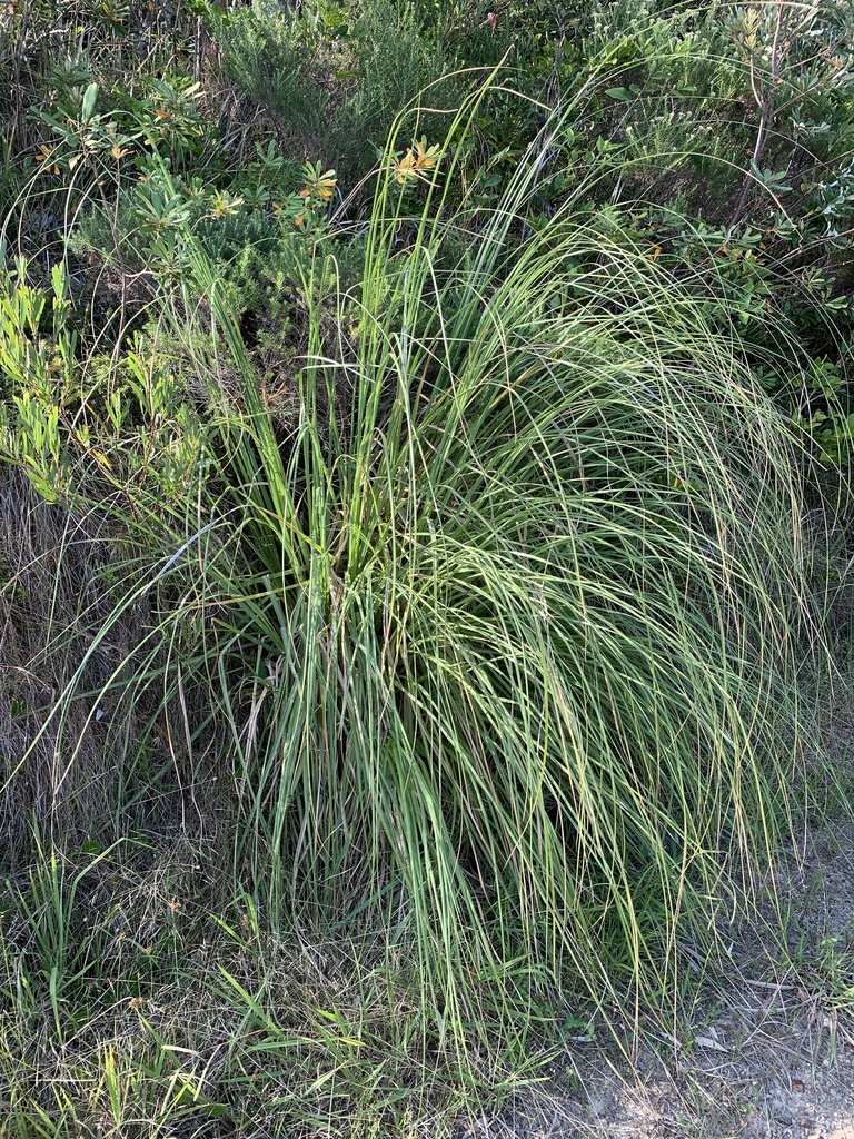 monocots from Glenrock State Conservation Area, Merewether, NSW, AU on December 18, 2023 at 05: ...