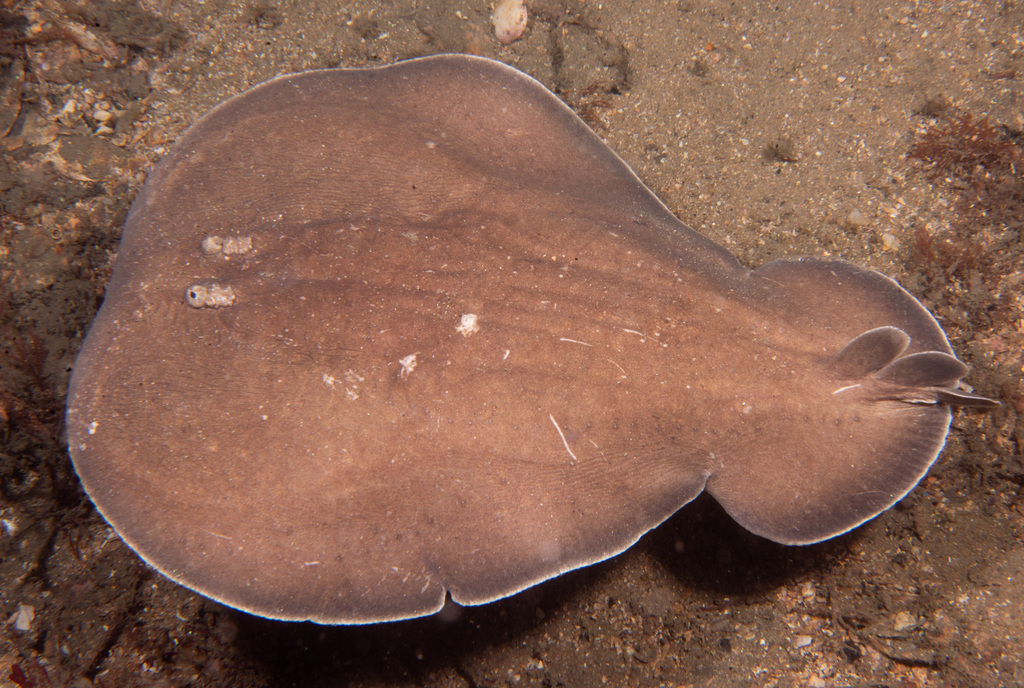 Coffin Ray (Hypnos monopterygius) - Marine Life Identification
