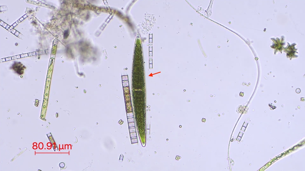 Closterium from 日本、宮城県仙台市泉区 on June 5, 2021 by amayakan. The individual ...
