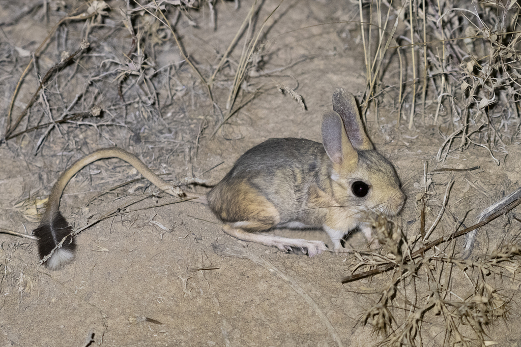 Small Five-toed Jerboa from Жамбылский район, Казахстан on September 19 ...
