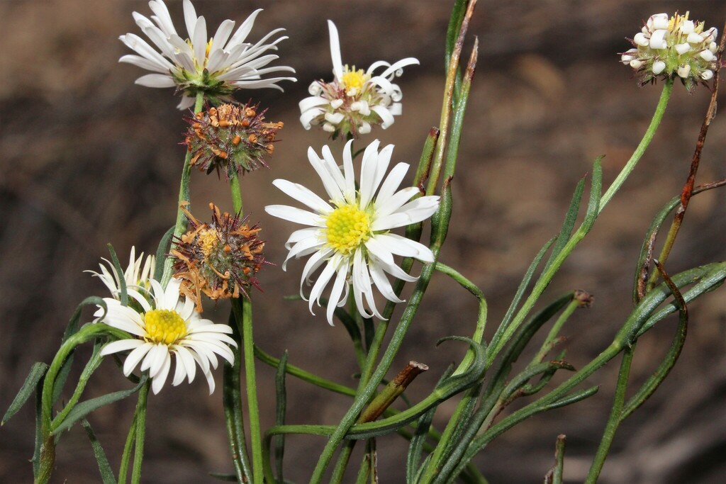Calotis glabrescens from Karara QLD 4352, Australia on September 10 ...