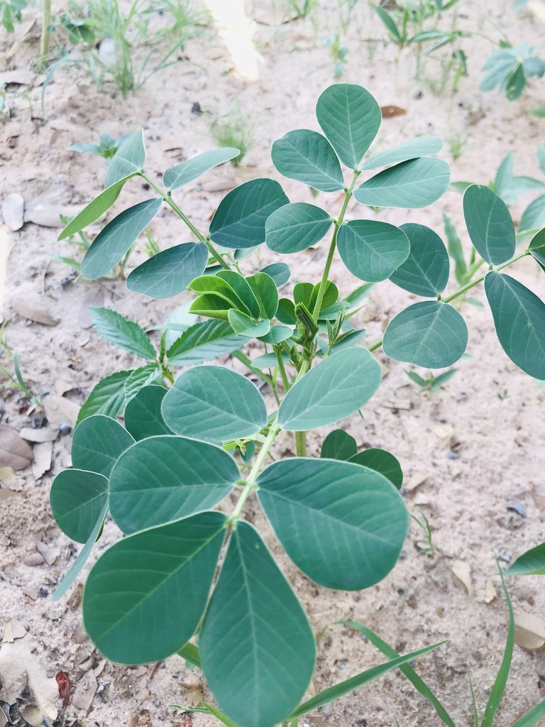 American Sicklepod from Ohangwena, NA on December 17, 2023 at 04:54 PM ...
