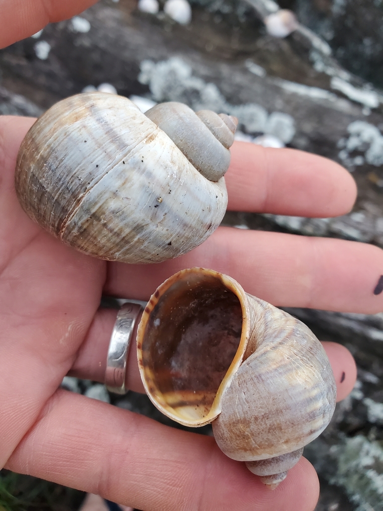 Channeled Apple Snail from Lihue, HI 96766, USA on December 16, 2023 at ...