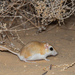Baluchistan Gerbil (Gerbillus nanus) · iNaturalist