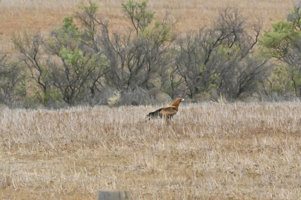 Wedge-tailed Eagle from Pekina SA 5431, Australia on December 17, 2023 ...
