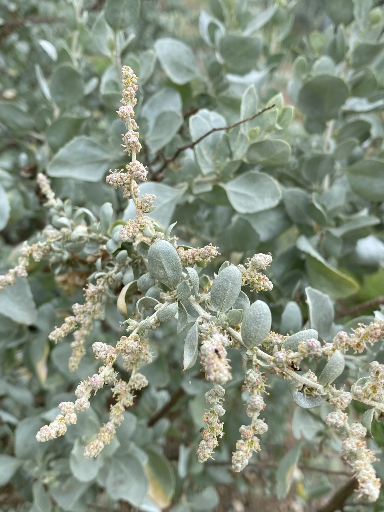 Old Man Saltbush from Garden Island, Garden Island, SA, AU on December ...